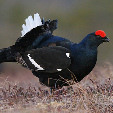 Orre från skogarna i Norrbotten – Köttbutiken